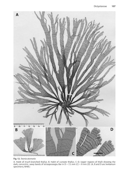 Brown Seaweeds (Phaeophyceae) of Britain and Ireland – Pelagic Publishing