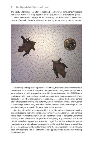 Identifying Bats of Britain and Ireland - Shipman - Pelagic Publishing ...
